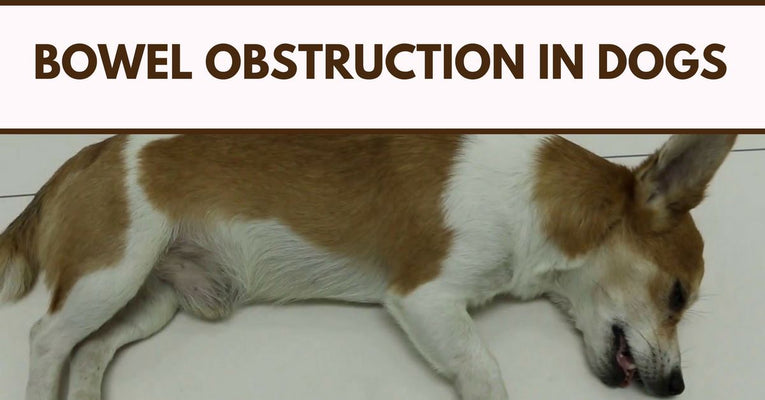 Bowel Obstruction In Dogs - Pet Clever