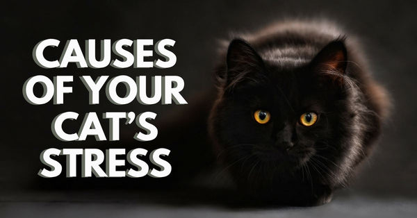 Causes Of Your Cat’s Stress - Pet Clever