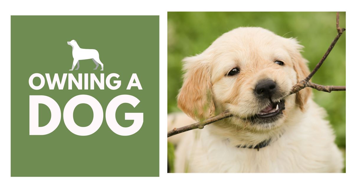 Disadvantages Of Owning A Dog - Pet Clever