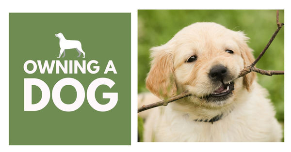 Disadvantages Of Owning A Dog - Pet Clever