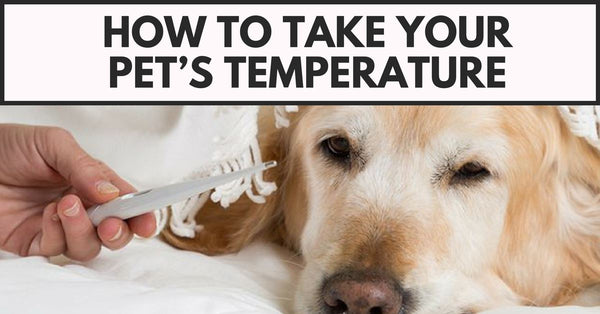 How To Take Your Pet’s Temperature At Home - Pet Clever
