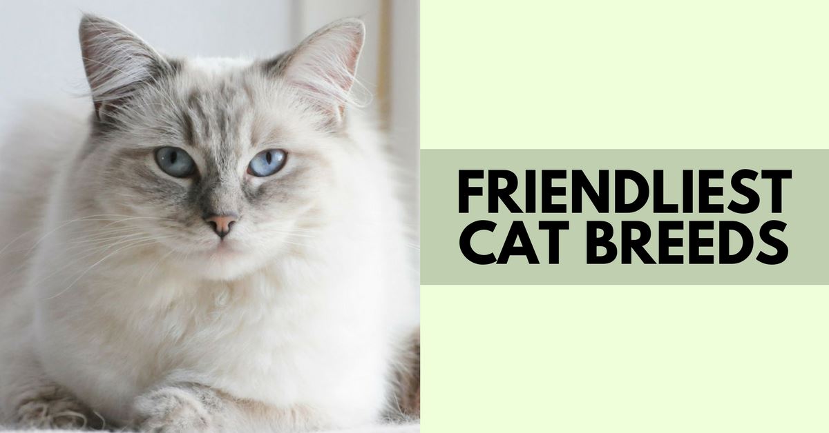 What Are The Friendliest Cat Breeds? - Pet Clever