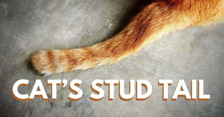 What To Know And What To Do About Cat’s Stud Tail - Pet Clever