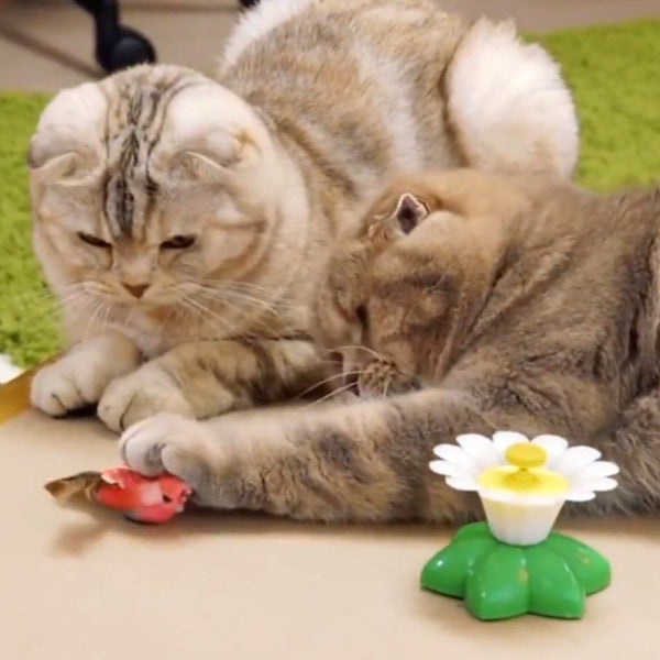 Cute Electric Butterfly/HummingBird Cat Teaser Toy - Pet Clever
